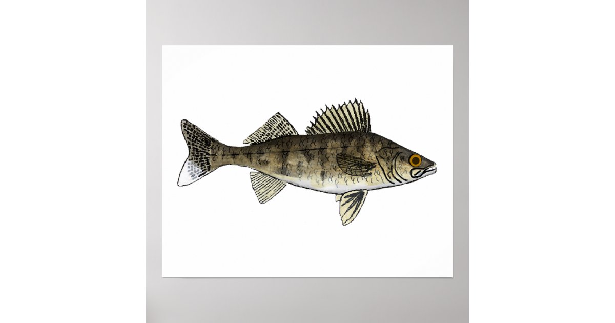 Walleye Poster | Zazzle