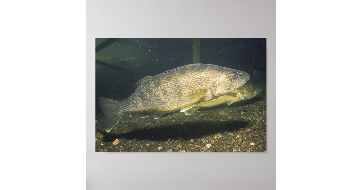 Walleye Swimming Fish in Tank Small Poster | Zazzle