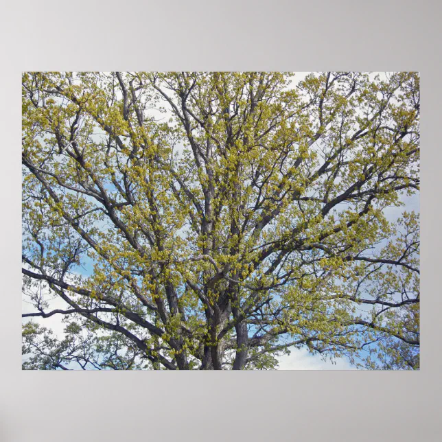 Walnut Tree Poster | Zazzle