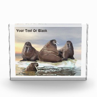 Walrus - Four Brothers Photo Block | Zazzle