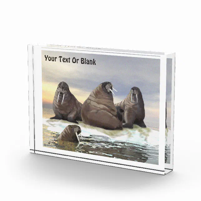 Walrus - Four Brothers Photo Block | Zazzle