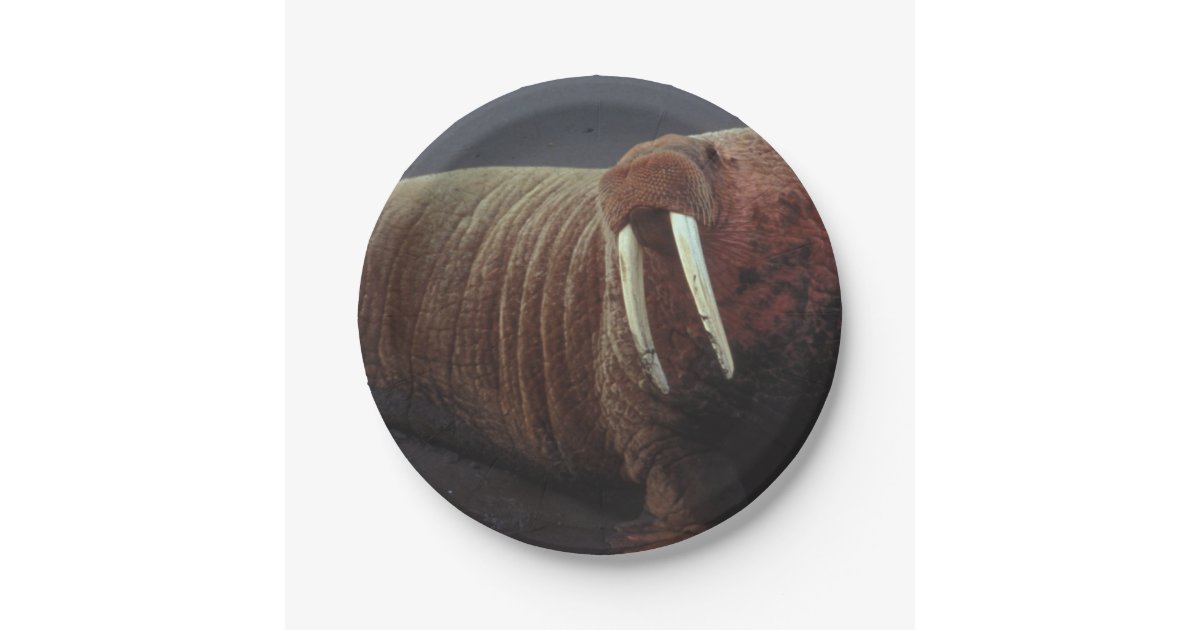 Walrus Paper Plates | Zazzle