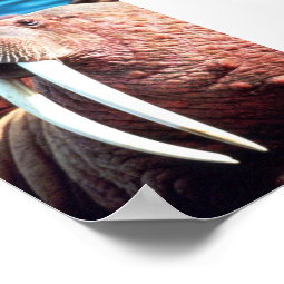 Walrus Poster | Zazzle