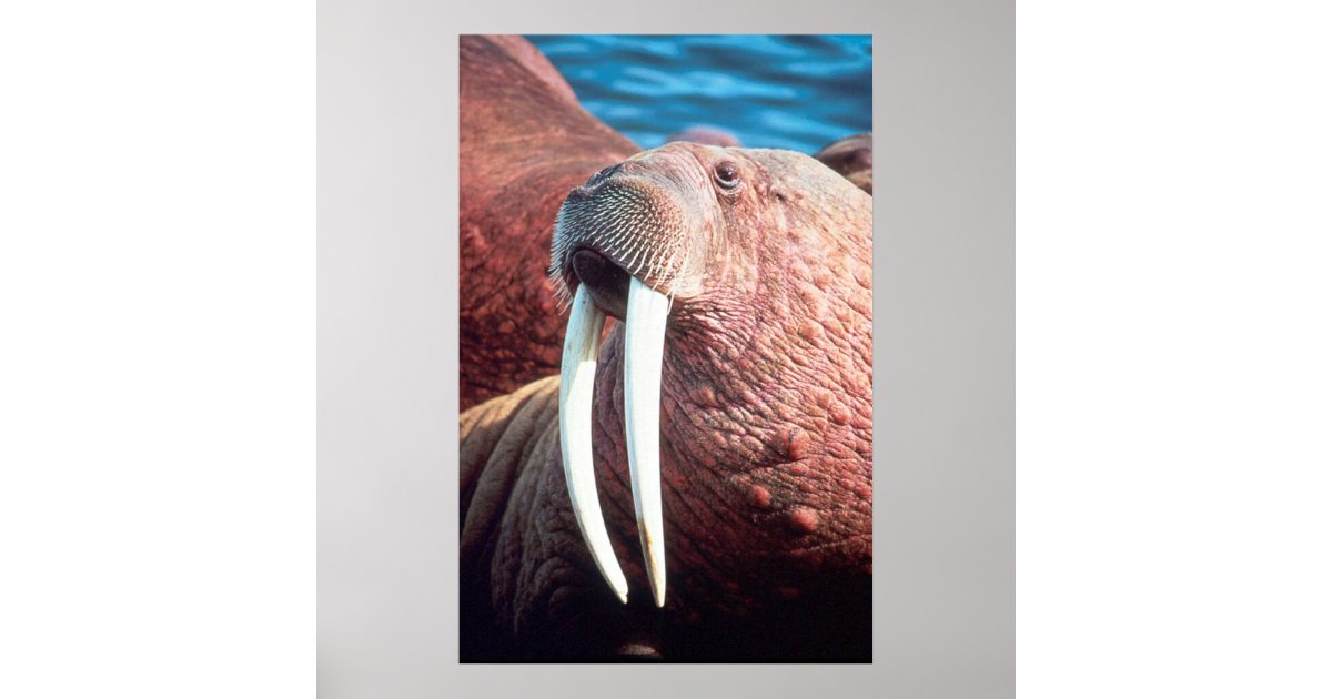 Walrus Poster | Zazzle