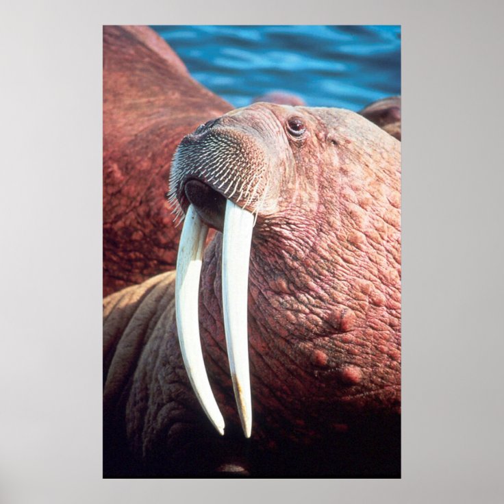 Walrus Poster | Zazzle