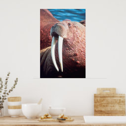 Walrus Poster | Zazzle