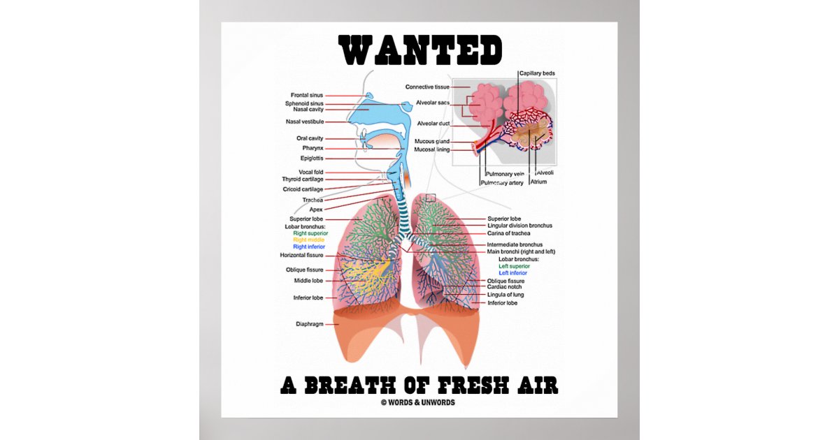 Wanted A Breath Of Fresh Air (Respiratory System) Poster | Zazzle