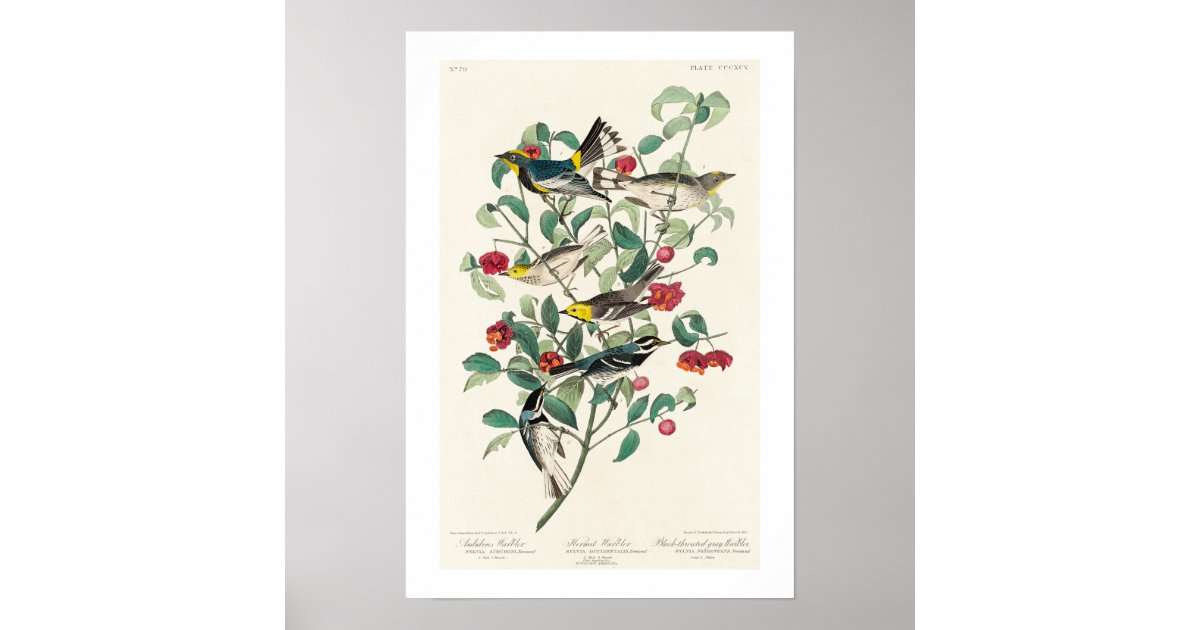 Warbler by Audubon Poster | Zazzle