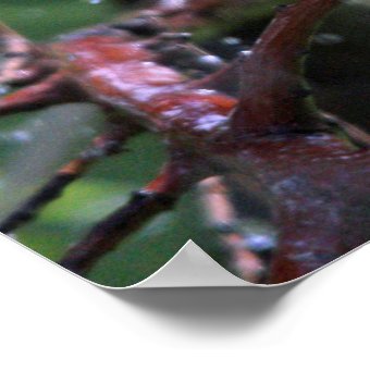 Warbler Poster | Zazzle
