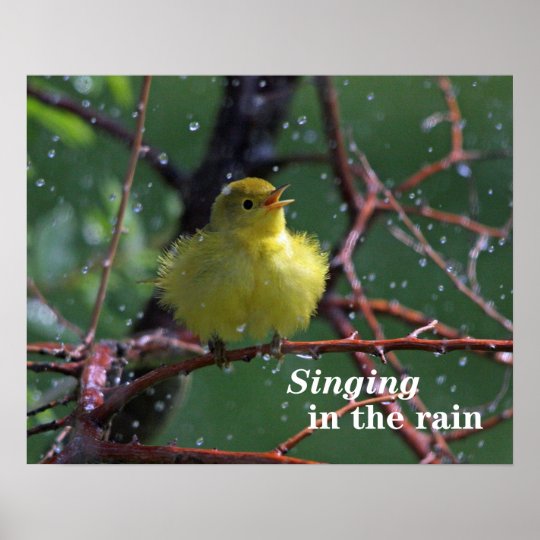Warbler Poster | Zazzle.com