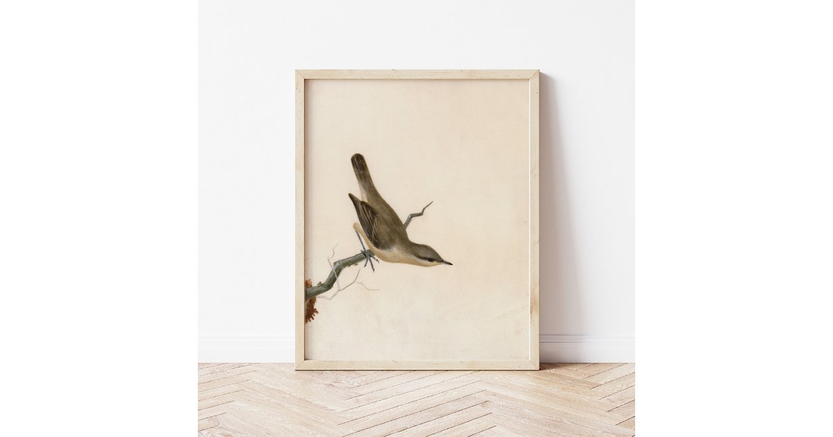 Warbler Reed Wren | William Lewin Poster | Zazzle