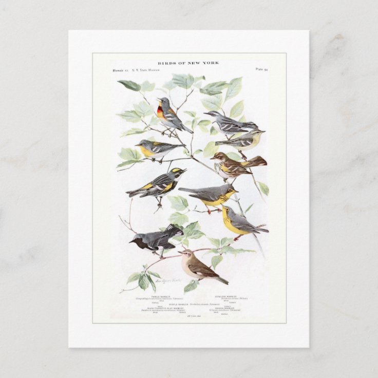Warblers Postcard | Zazzle