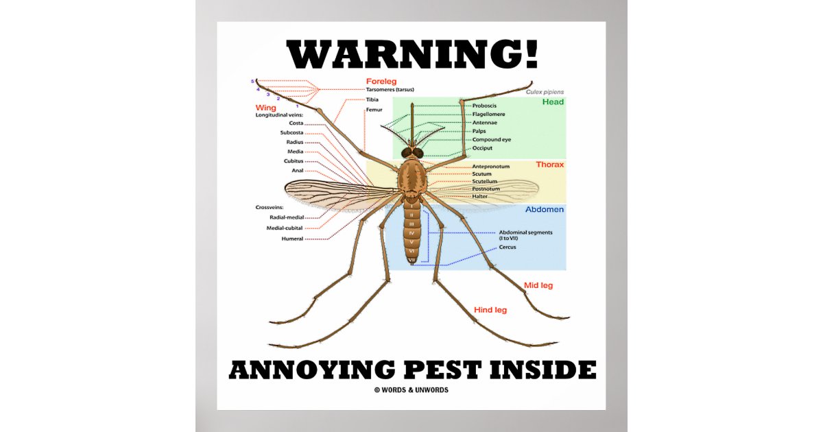 Warning! Annoying Pest Inside (Mosquito Anatomy) Poster | Zazzle