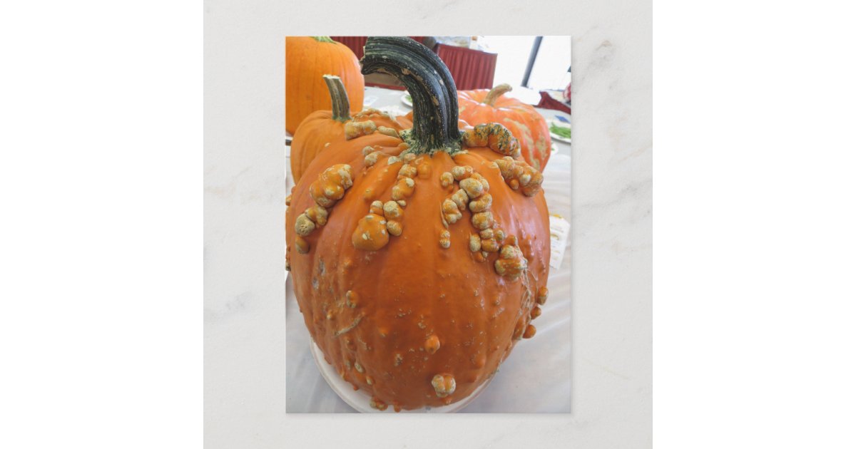 Warted Pumpkin Postcard | Zazzle