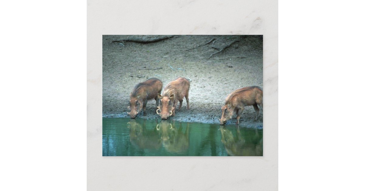 Warthogs Postcard | Zazzle