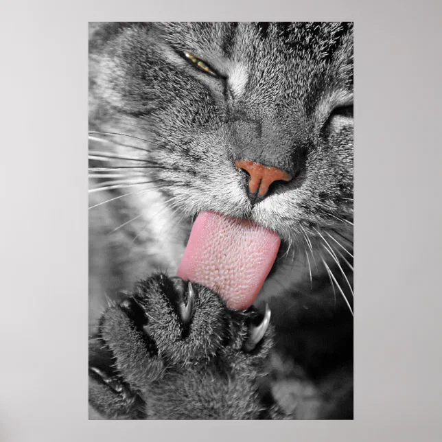 Washday Cat Poster Print | Zazzle