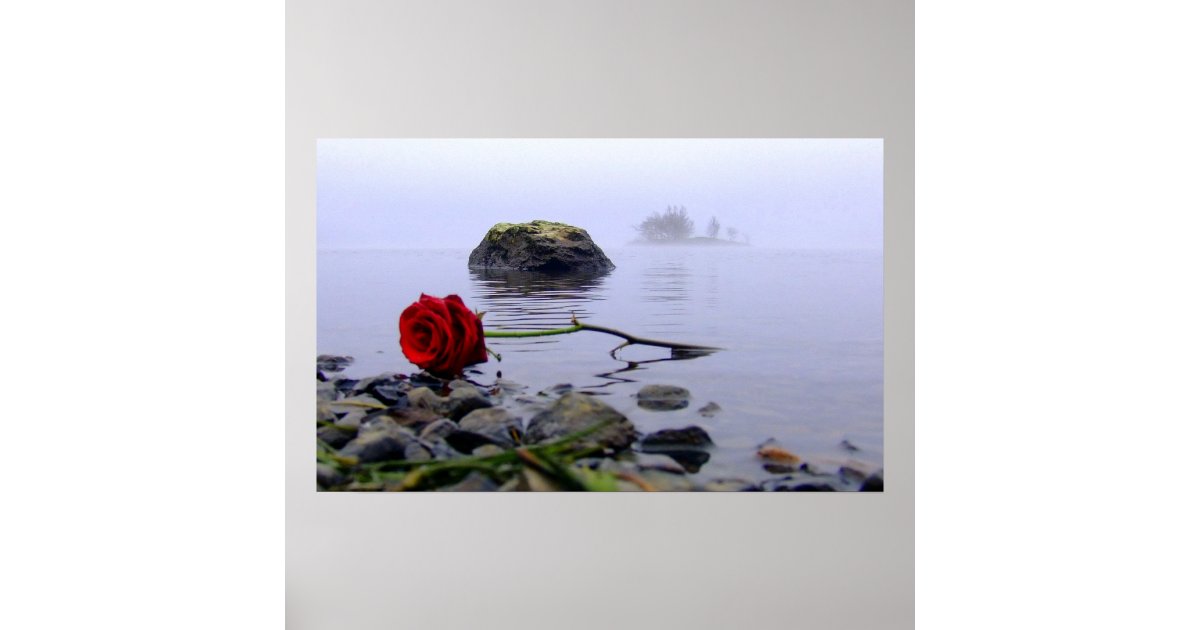 Washed Ashore Red Rose Poster | Zazzle