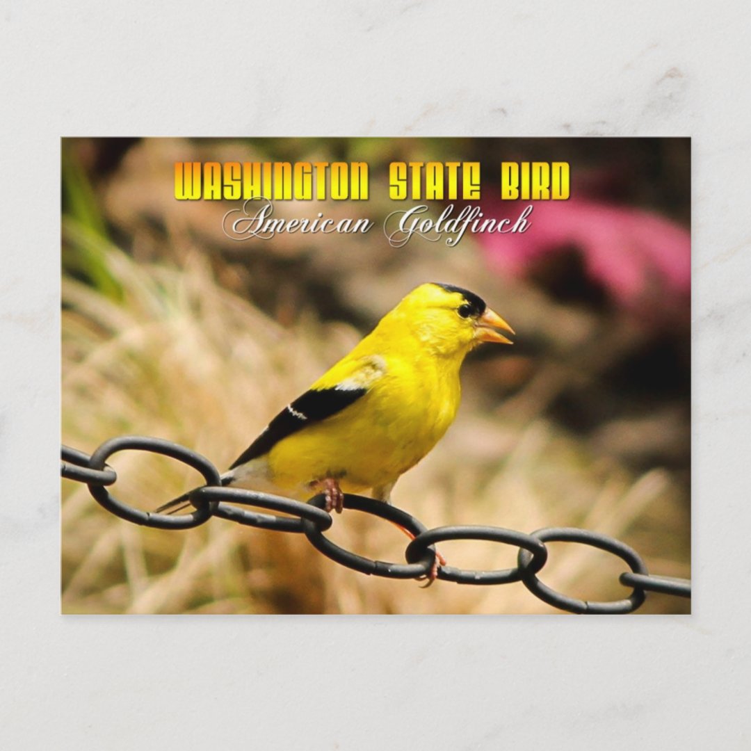 Washington State Bird - American Goldfinch Postcard | Zazzle