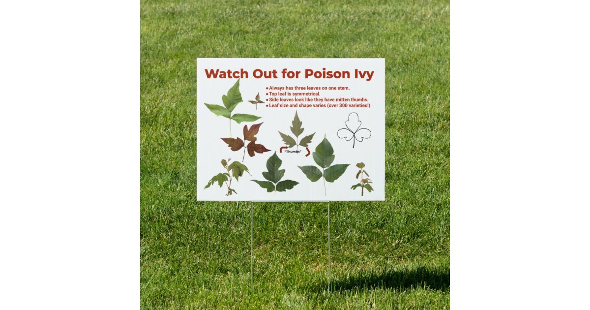 Watch out for Poison Ivy - Identify poisonous vine Sign | Zazzle