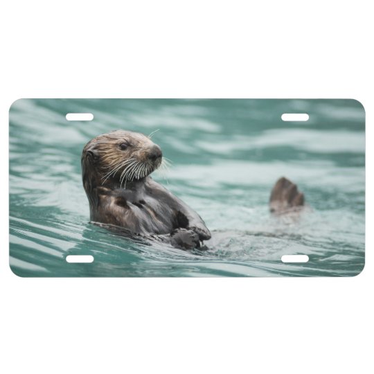 Watching Sea Otter License Plate | Zazzle.com