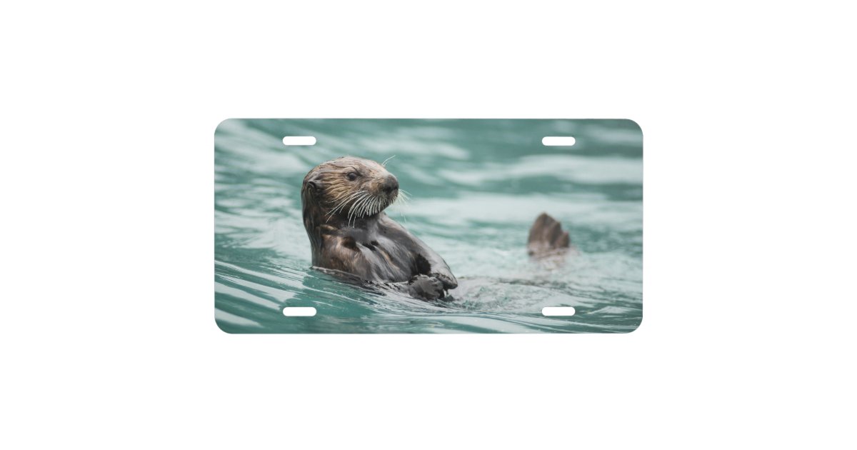 Watching Sea Otter License Plate | Zazzle