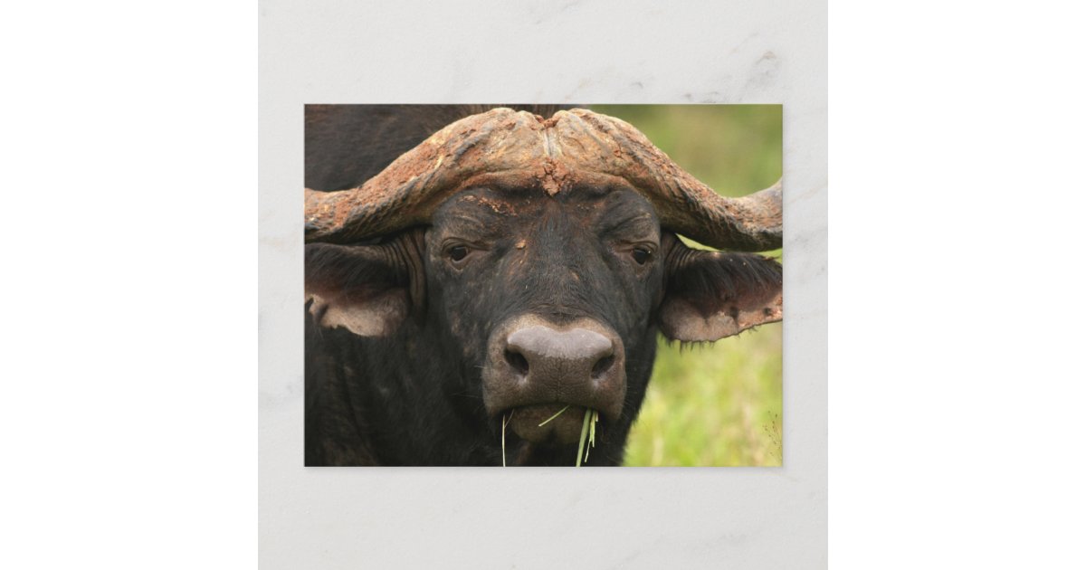 Water Buffalo Postcard | Zazzle