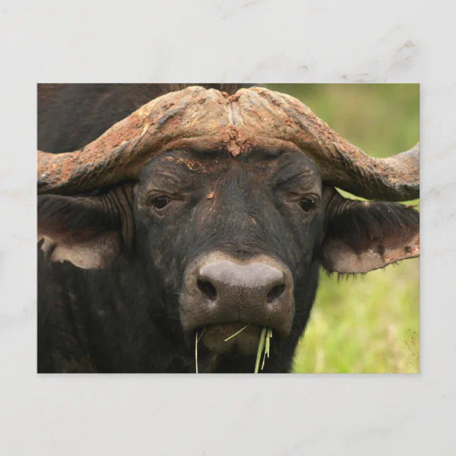Water Buffalo Postcard | Zazzle