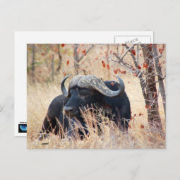 water buffalo postcard | Zazzle