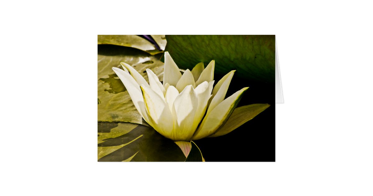 Water lilly Card | Zazzle