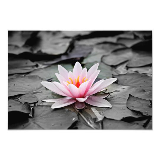 Water Lily Aquatic Plant Photo Poster | Zazzle.com