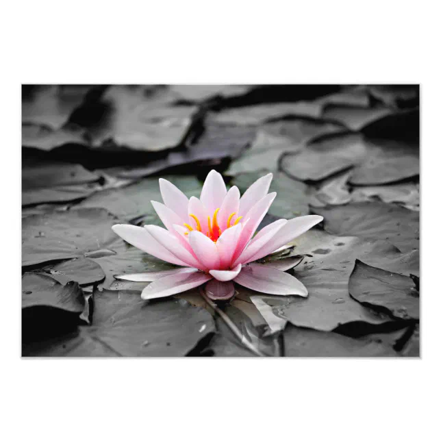 Water Lily Aquatic Plant Photo Poster | Zazzle