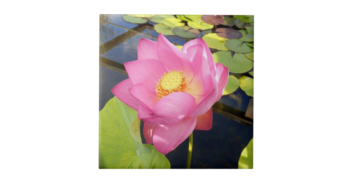 Water Lily Ceramic Tile | Zazzle