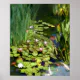 Water Lily Habitat Poster | Zazzle