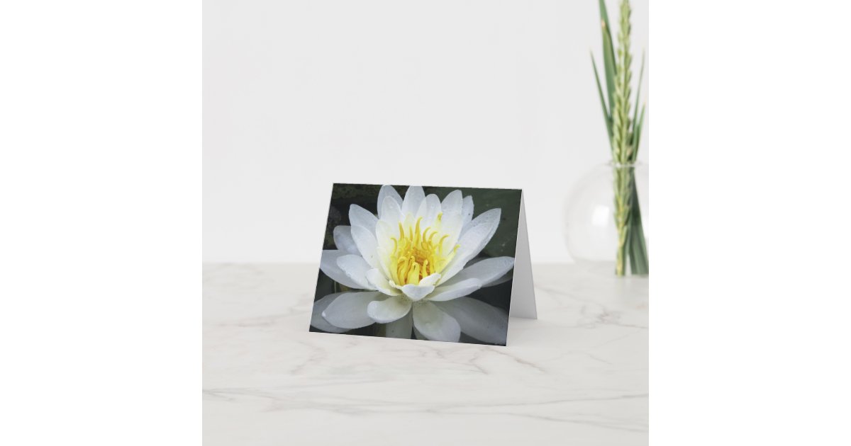 Water Lily Note Card | Zazzle