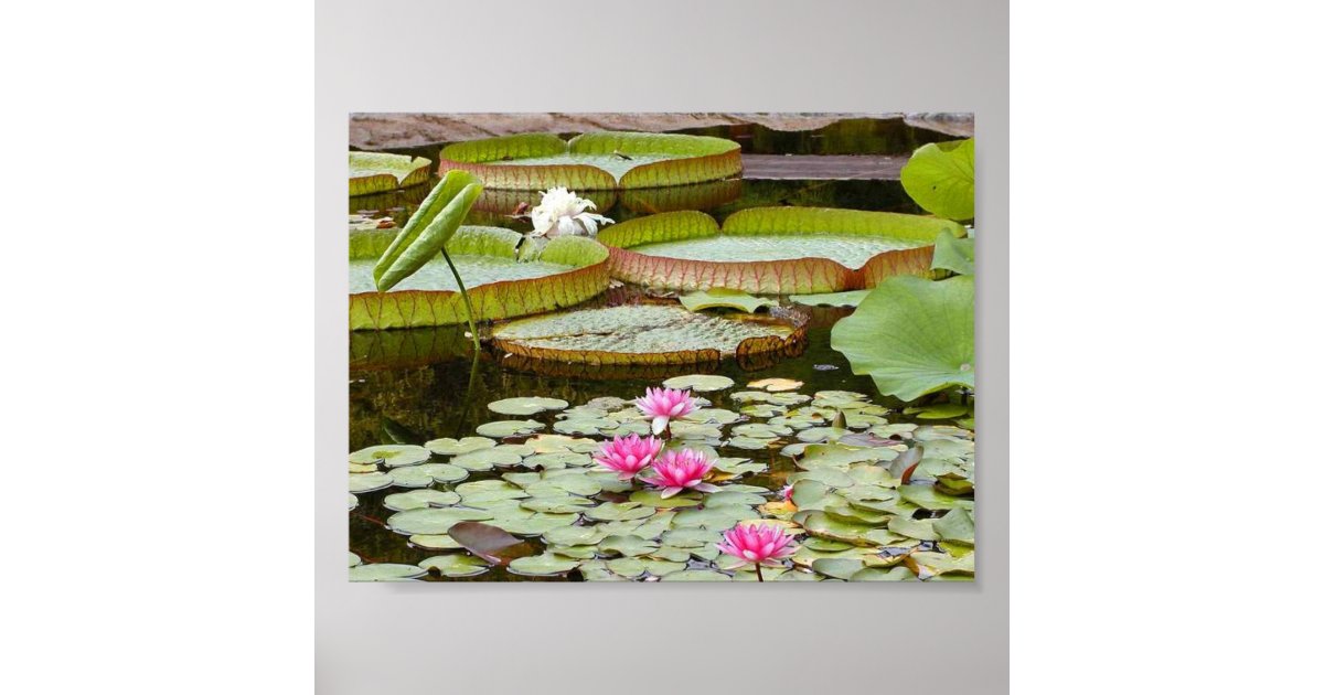 Water Lily Pads Ponds Poster | Zazzle