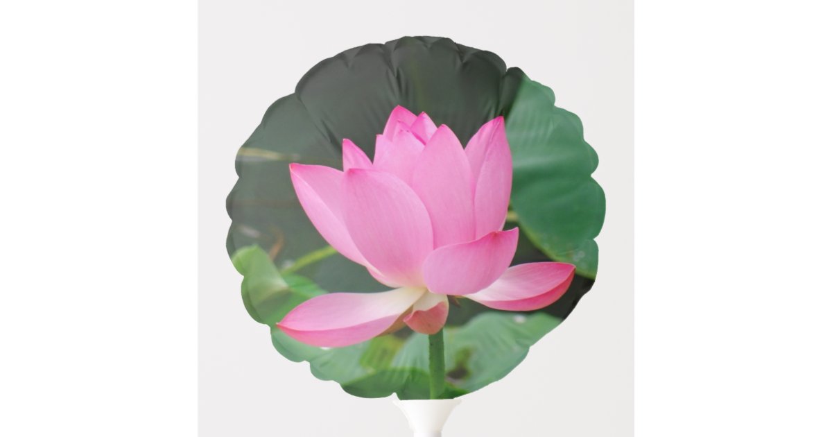 Water Lily Rose Balloon | Zazzle