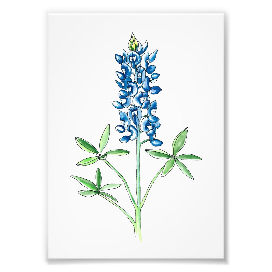 Watercolor and Pen Bluebonnet Photo Print | Zazzle