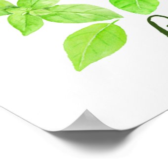 Watercolor Basil Illustration Poster | Zazzle