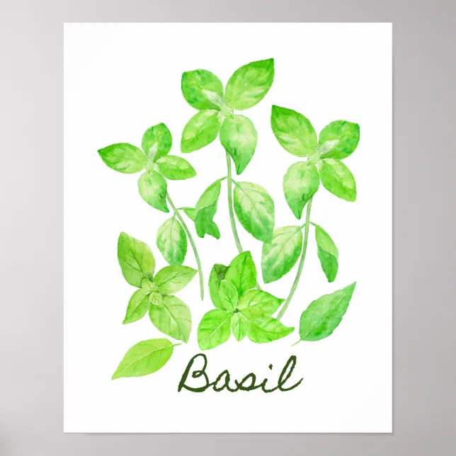 Watercolor Basil Illustration Poster | Zazzle