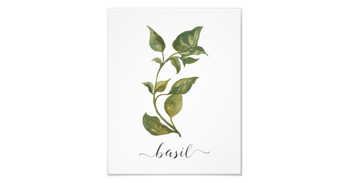 Watercolor Botanical Herb Print Basil | Zazzle