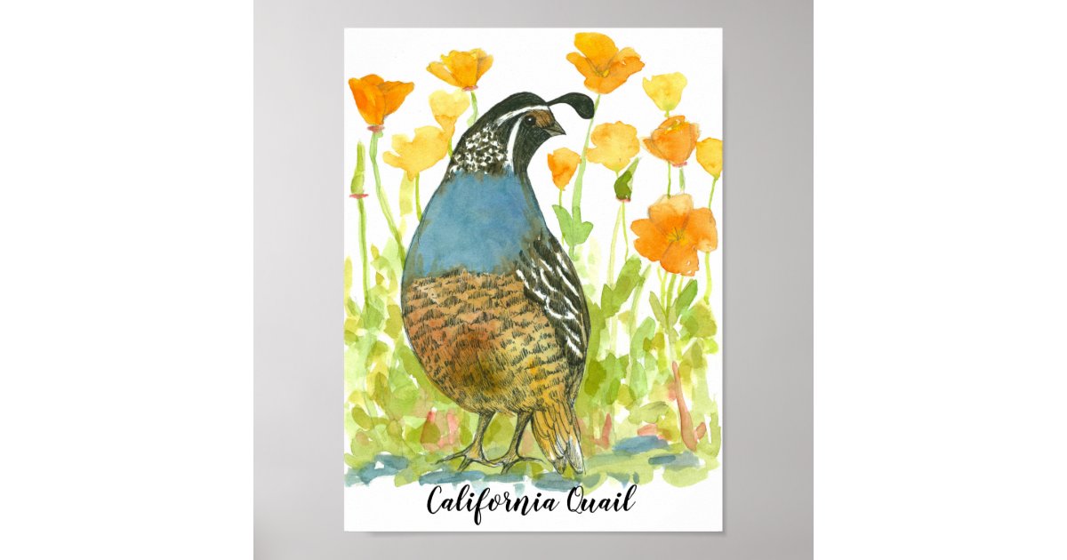 Watercolor California Quail Bird Poster | Zazzle