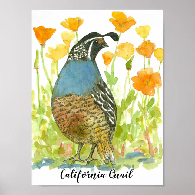 Watercolor California Quail Bird Poster | Zazzle