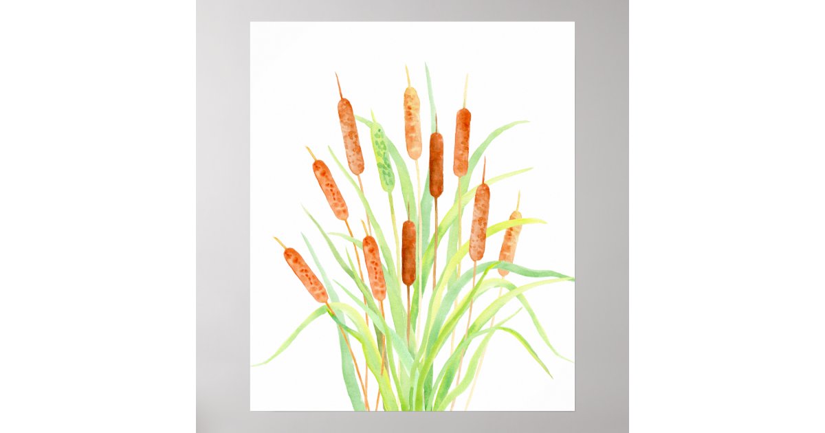 Watercolor Cattail (Typha), bulrush, seed heads Poster | Zazzle