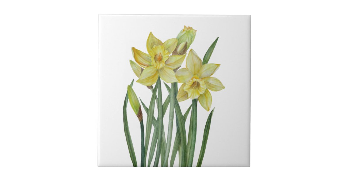 Watercolor Daffodils Flower Portrait Illustration Ceramic Tile | Zazzle