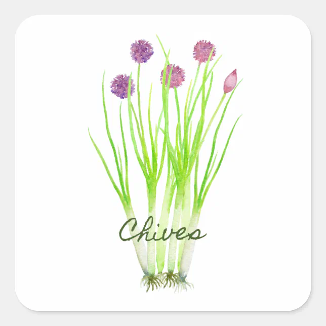 Watercolor herb chives illustration square sticker | Zazzle