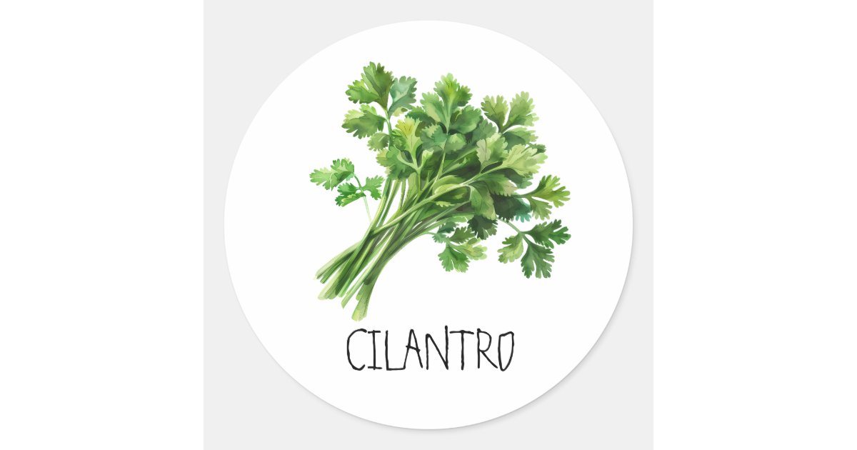 Watercolor Herb Cilantro Classic Round Sticker | Zazzle