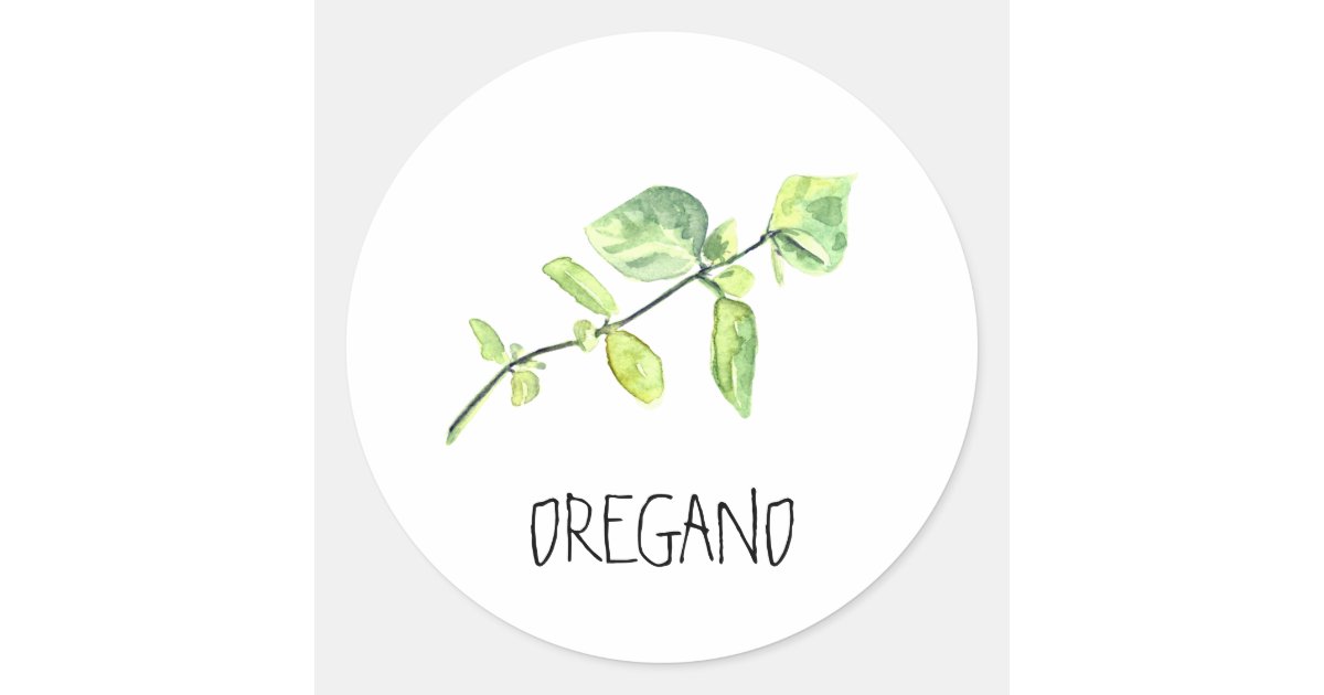 Watercolor Herb Oregano Classic Round Sticker | Zazzle