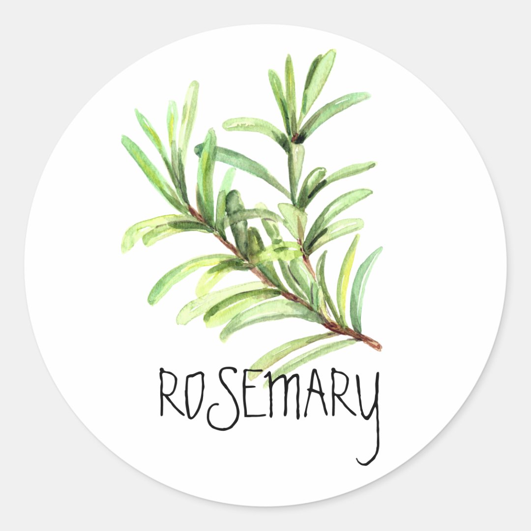 Watercolor Herb Rosemary Classic Round Sticker | Zazzle