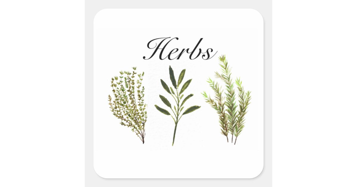 Watercolor Herbs Thyme Rosemary Sage Plants Pot Square Sticker | Zazzle