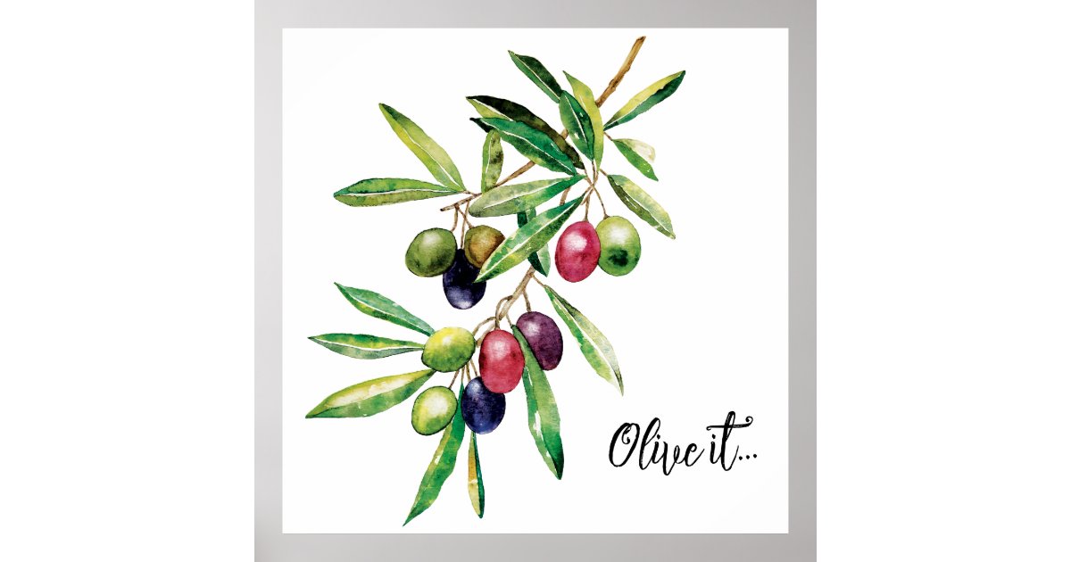Watercolor Olive Branch Poster | Zazzle